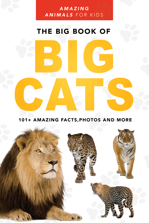 The Big Book of Big Cats | Bellanova Books for Kids & Grown Ups