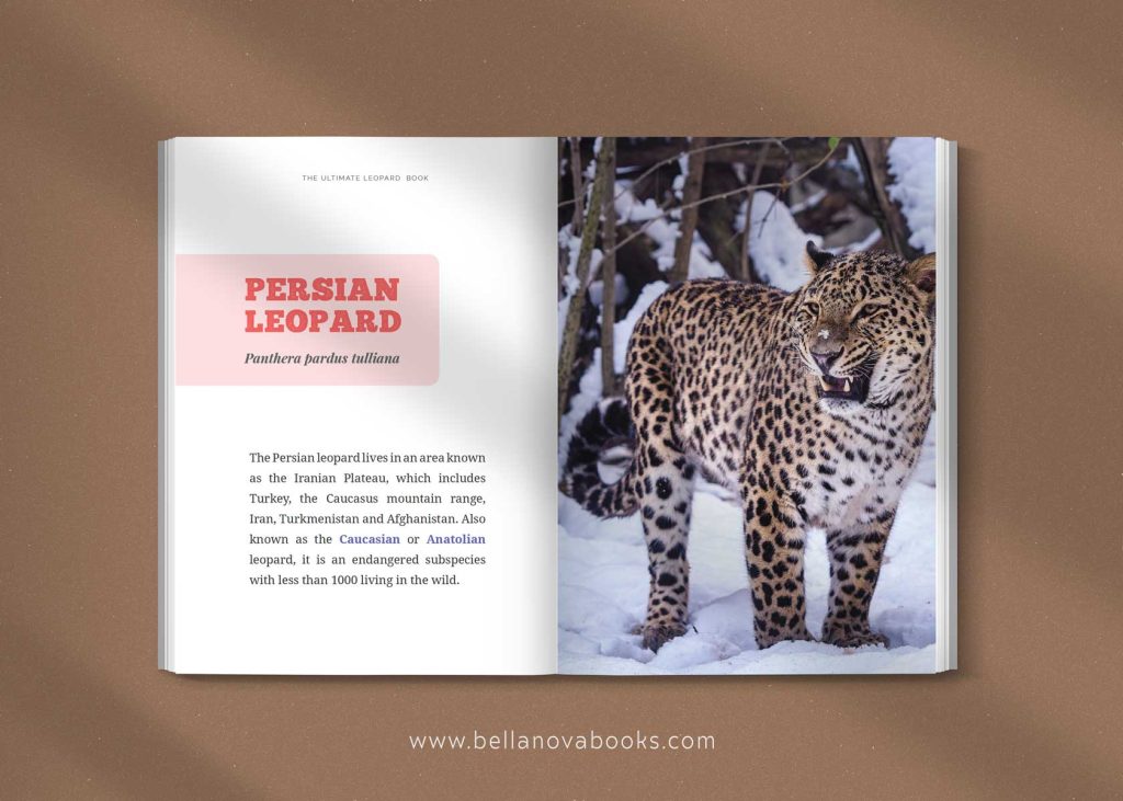 The Ultimate Leopard Book for Kids | Bellanova Books