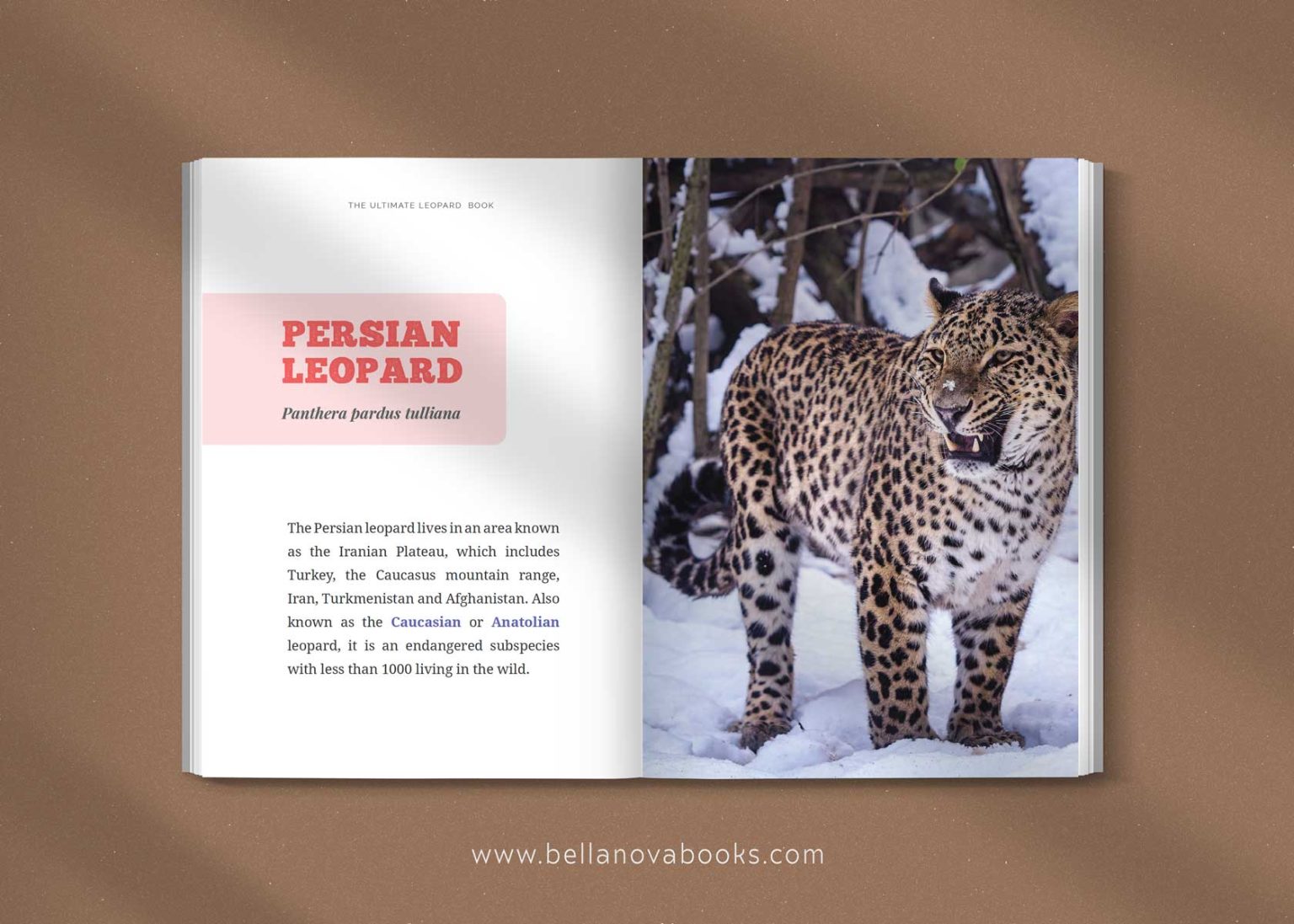 The Ultimate Leopard Book for Kids | Bellanova Books