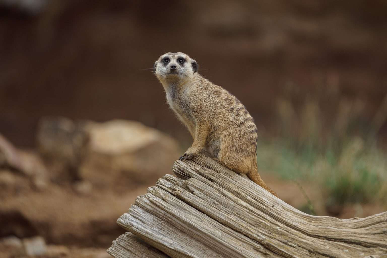 Meerkat Mythbusters | Bellanova Books