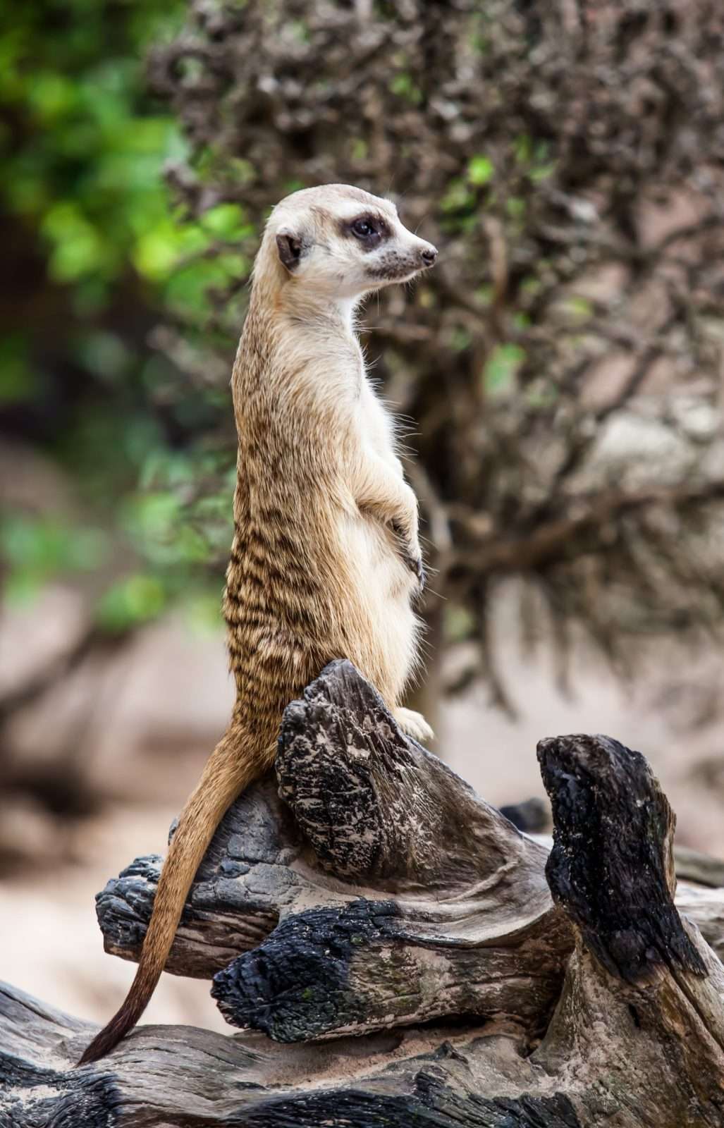 Meerkat Mythbusters | Bellanova Books