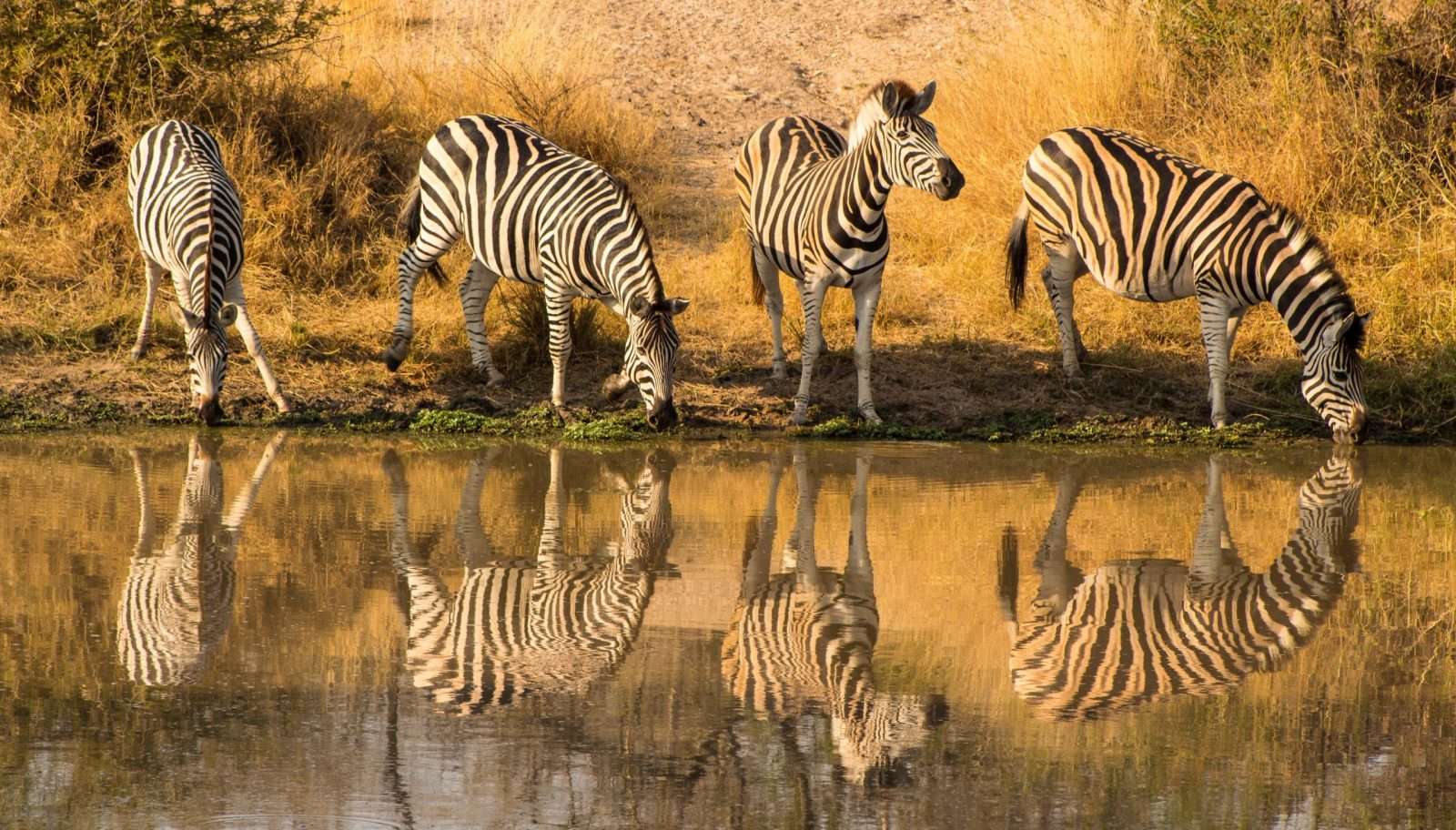 Celebrate International Zebra Day: Fun Ideas for Kids | Bellanova Books