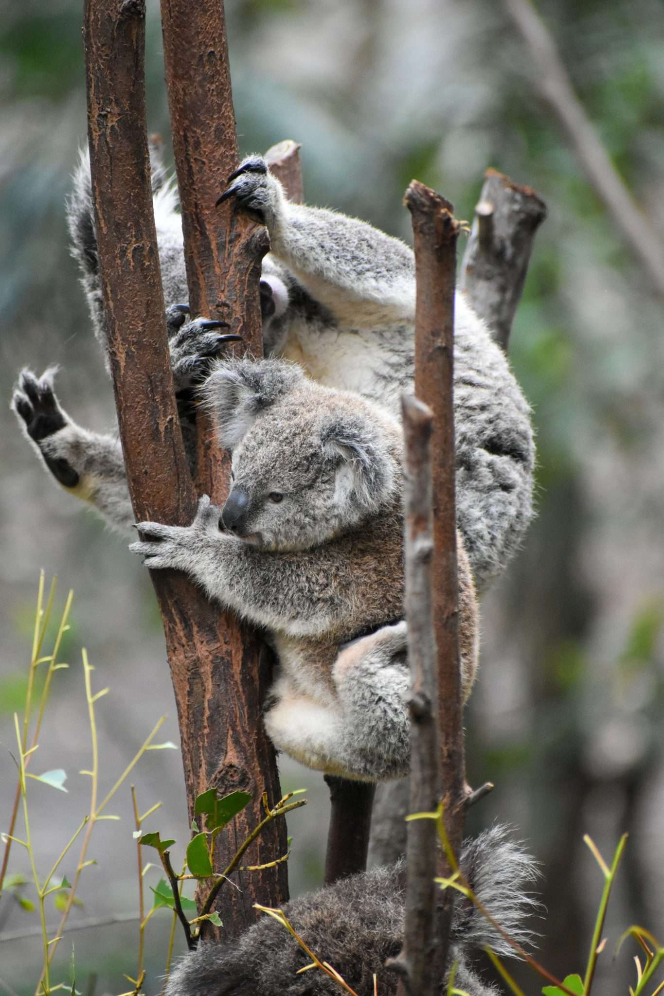 Baby Koala Facts: From Pouch to Tree | Bellanova Books
