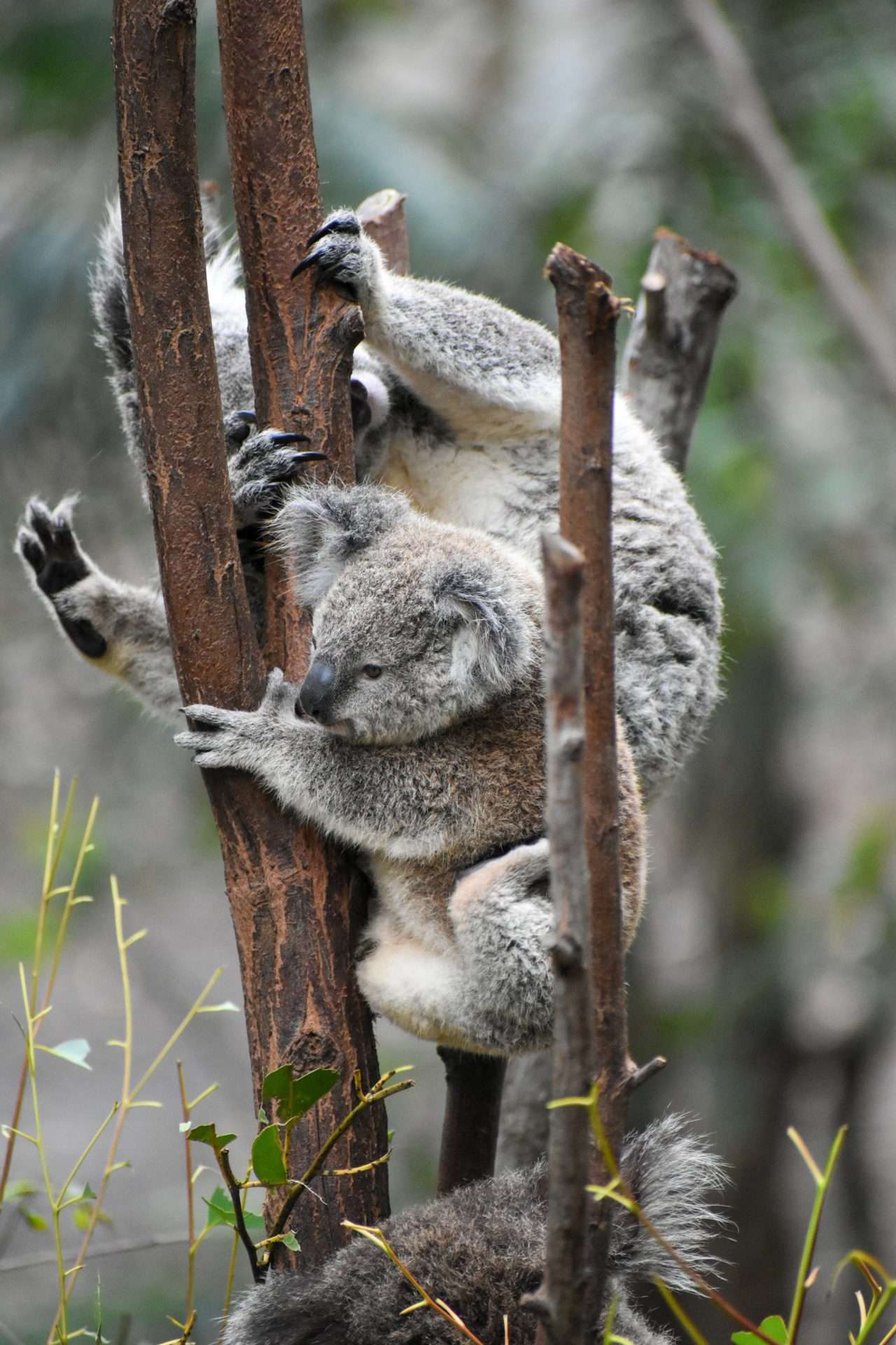 Baby Koala Facts: From Pouch to Tree | Bellanova Books