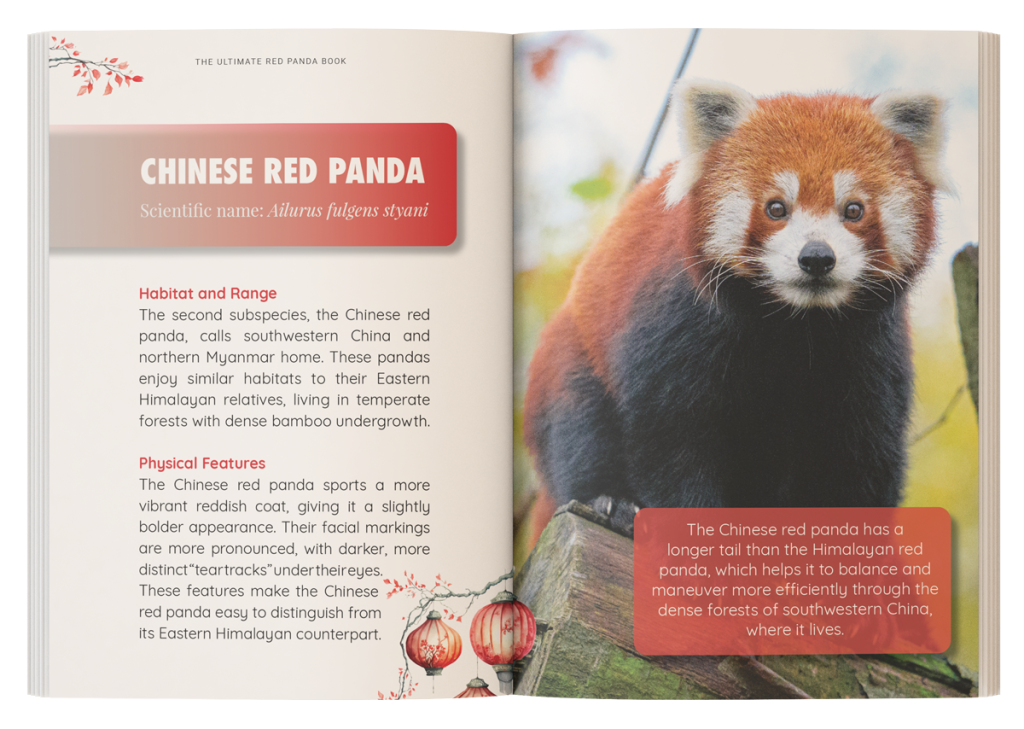 The Ultimate Red Panda Book for Kids | Bellanova Books