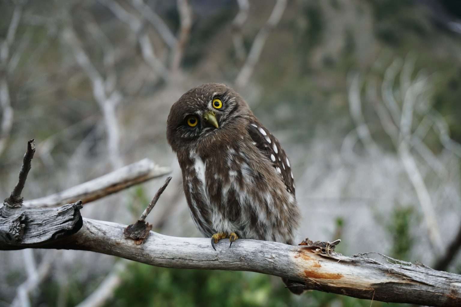 World Owl Day: Why We Need To Protect Owls | Bellanova Books