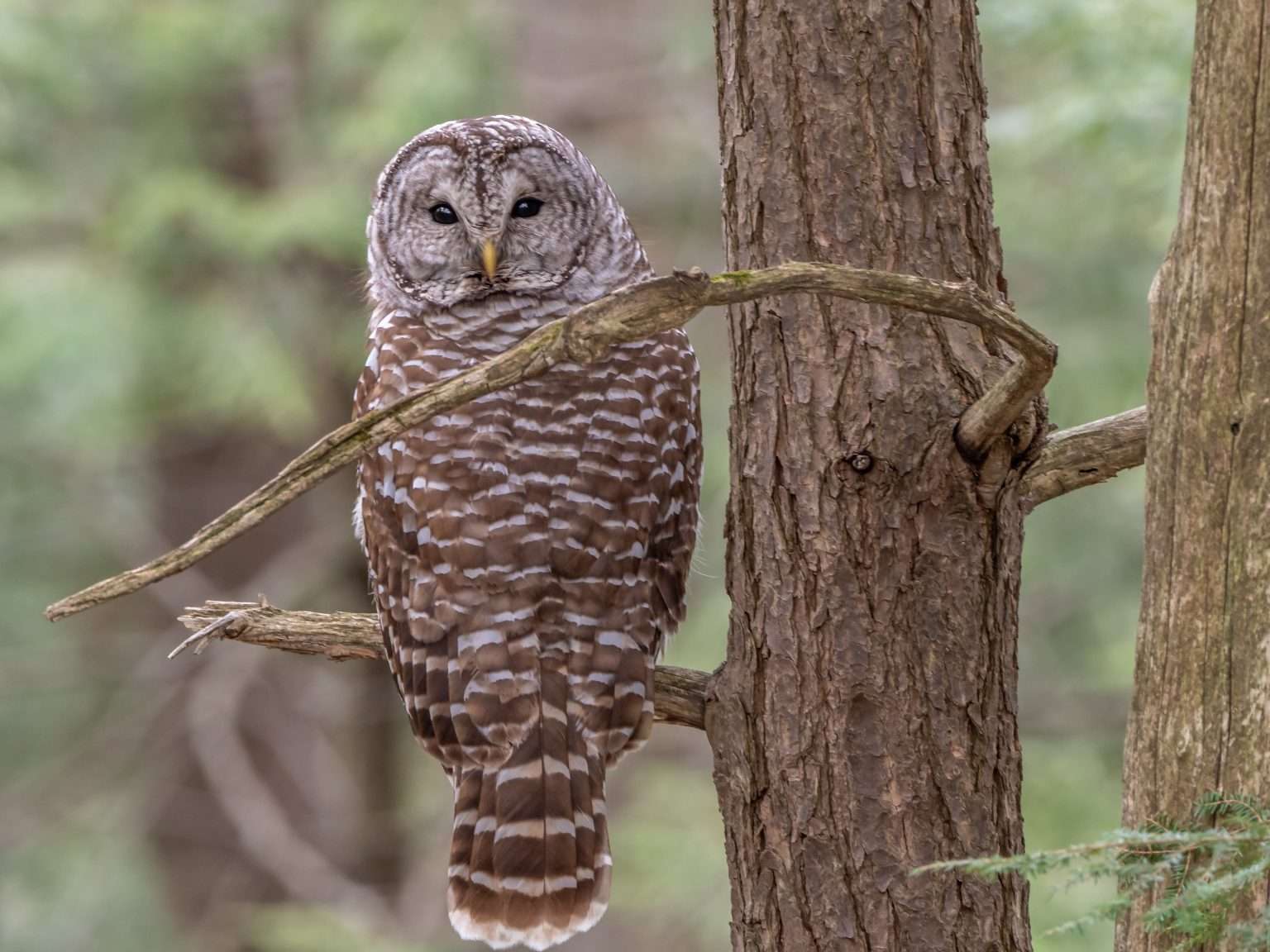 World Owl Day: Why We Need To Protect Owls | Bellanova Books