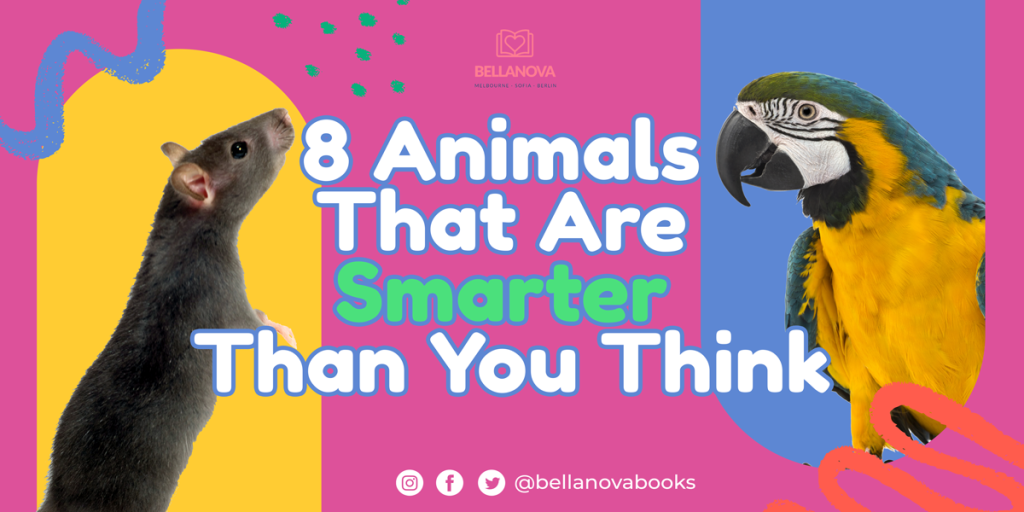 8 Animals That Are Smarter Than You Think | Bellanova Books