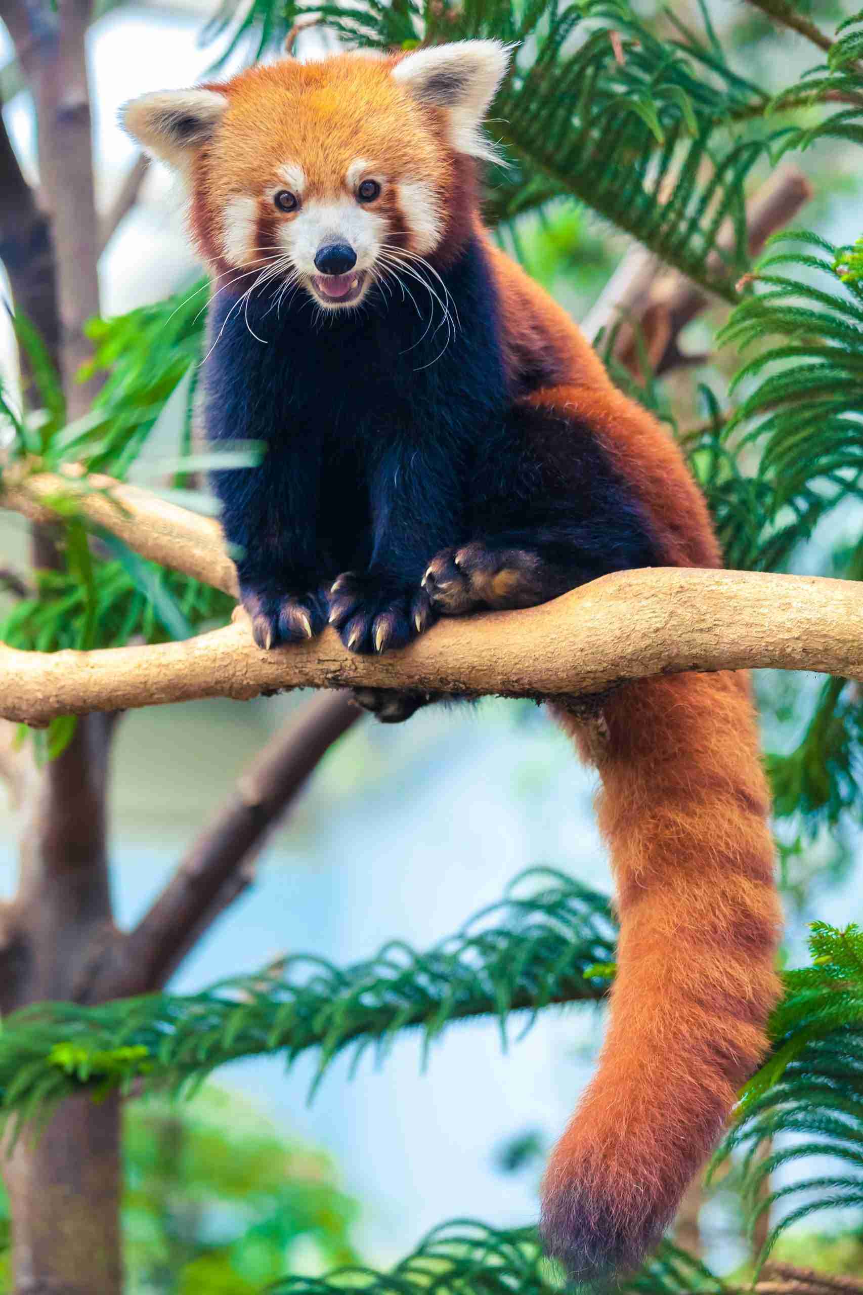 Animal Profile: Red Pandas | Bellanova Books