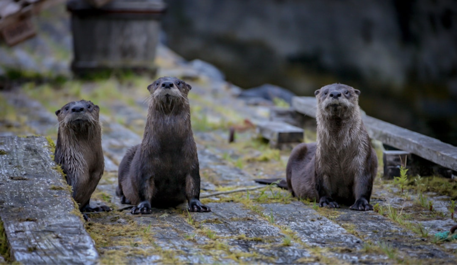 Where Do Otters Live Around the World? | Bellanova Books