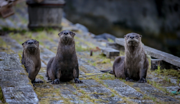 Where Do Otters Live Around the World? | Bellanova Books