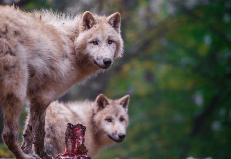 The Ultimate Guide to Wolves: Wolf Fun Facts for Kids! | Bellanova Books