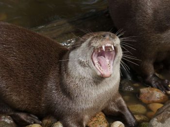 Where Do Otters Live Around the World? | Bellanova Books
