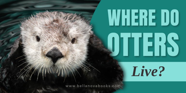 Where Do Otters Live Around the World? | Bellanova Books