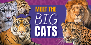 Baby Koala Facts: From Pouch to Tree | Bellanova Books