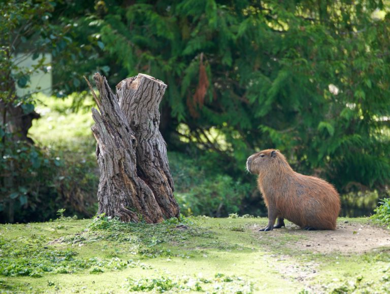 20 Amazing Capybara Facts for Kids (and Curious Adults!) | Bellanova Books