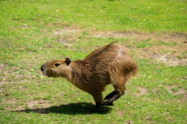 20 Amazing Capybara Facts for Kids (and Curious Adults!) | Bellanova Books